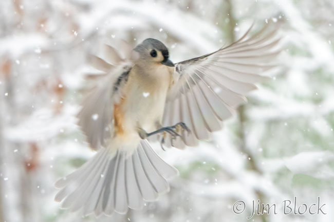 Birds in Motion - Jim Block Photography