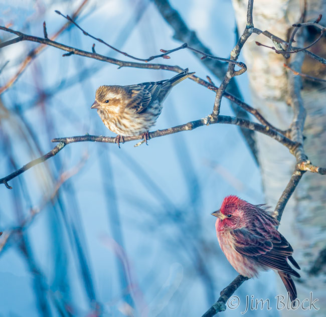 Tufted Titmouse - Jim Block Photography