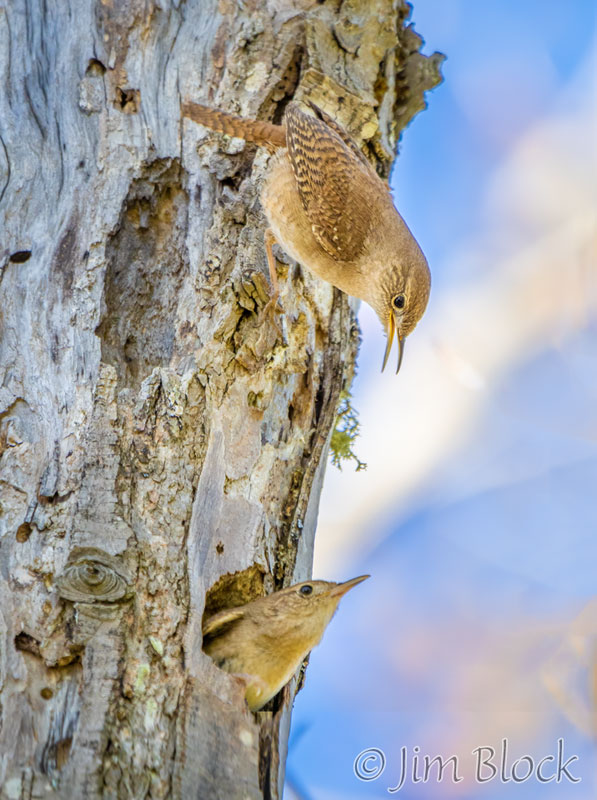 House Wrens Nesting in Dead Tree - Jim Block Photography