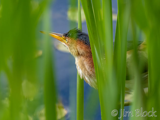 Least Bitterns Part 3 - Jim Block Photography